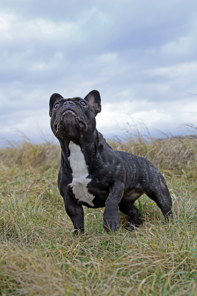 french Bully Foto & Bild | tiere, haustiere, hunde Bilder auf fotocommunity