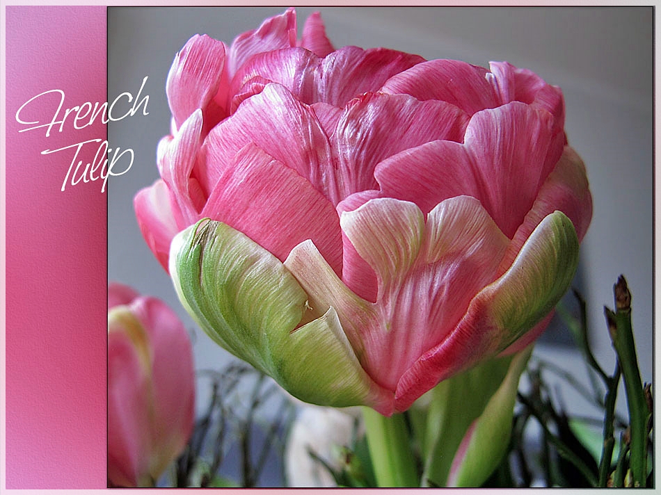 French Tulip Foto & Bild | pflanzen, pilze & flechten, blüten ...