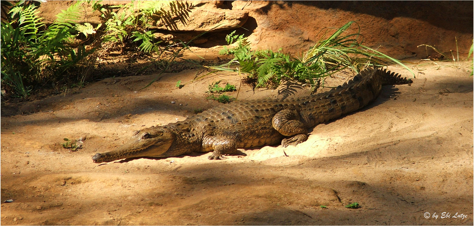 Fresh Water Croc *** Foto & Bild | cobold gorge - qld., natur Bilder ...