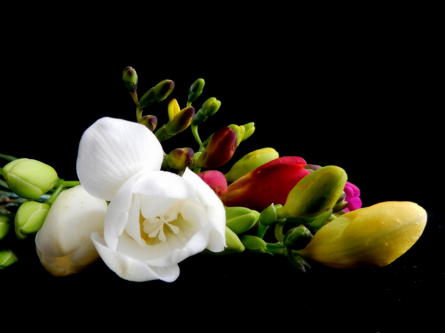 fresie Foto % Immagini| macro e close up, colori, bouquet Foto su ...