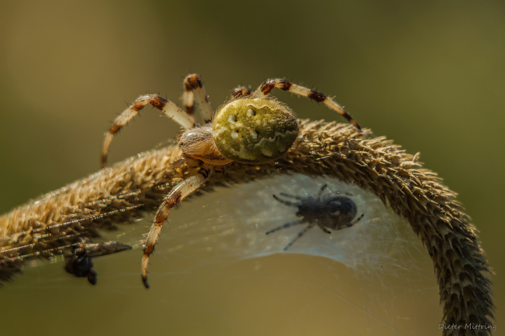 "Fressen Spinnen Spinnen?" Foto & Bild | makro, natur, insekten Bilder ...