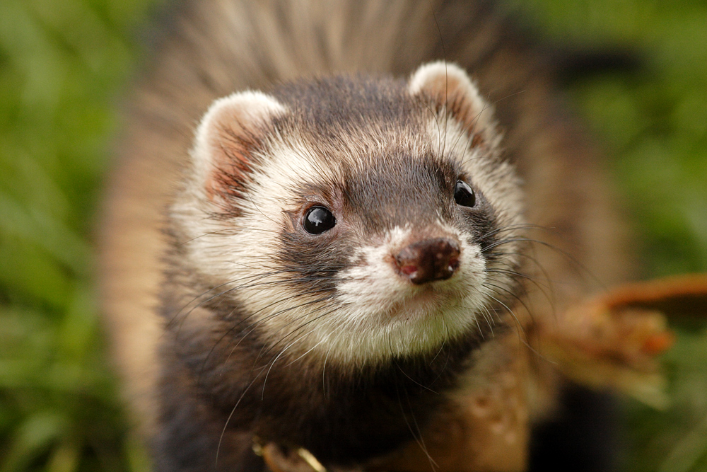Fretchen Foto & Bild | tiere, haustiere, natur Bilder auf fotocommunity