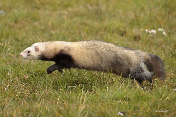 Frettchen Bilder & Fotos