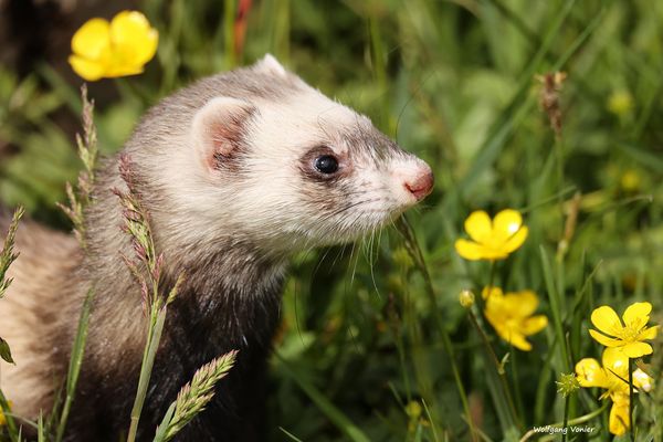 Frettchen Bilder & Fotos