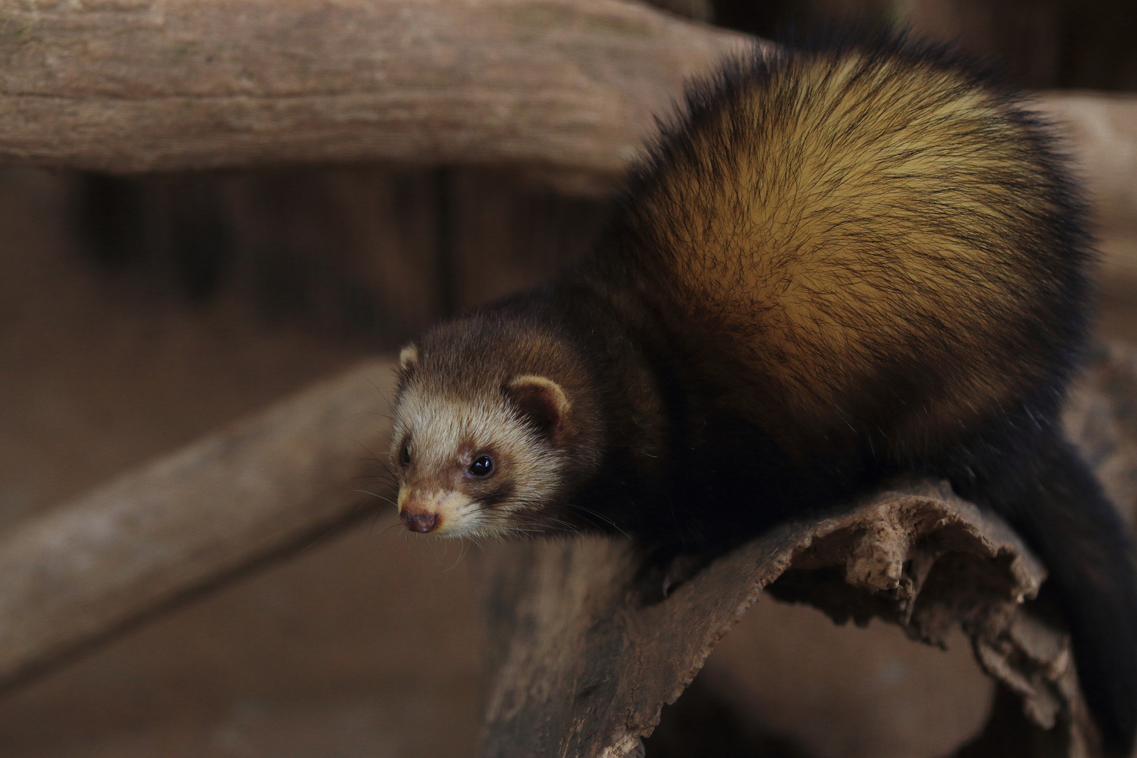 Frettchen Foto & Bild | natur, zoo, tiere Bilder auf fotocommunity