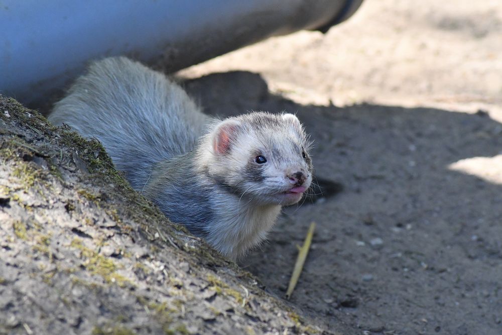 Frettchen Foto & Bild | world, natur, zoo Bilder auf fotocommunity