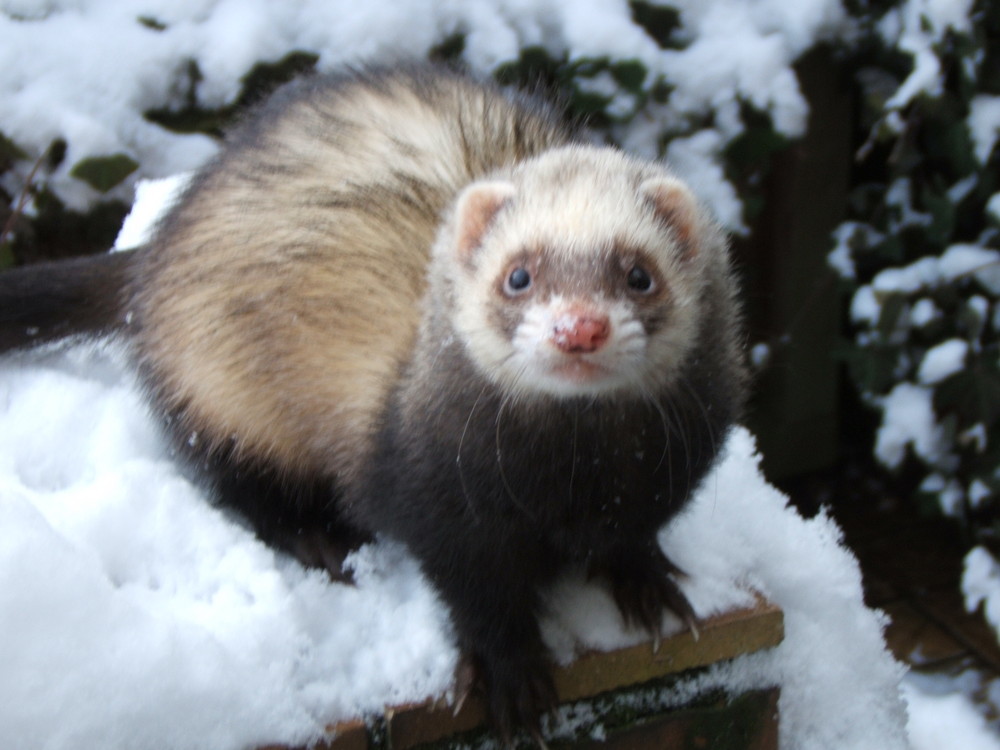 Frettchen Foto & Bild | tiere, haustiere, frettchen (lat.:ictis) Bilder ...