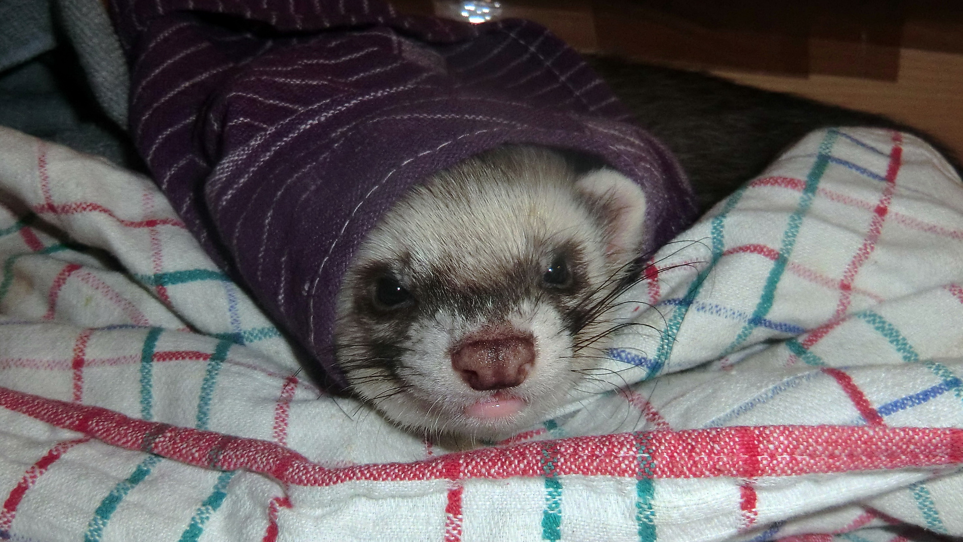 Frettchen eingekuschelt in Geschirrtüchern Foto & Bild | niedlich ...