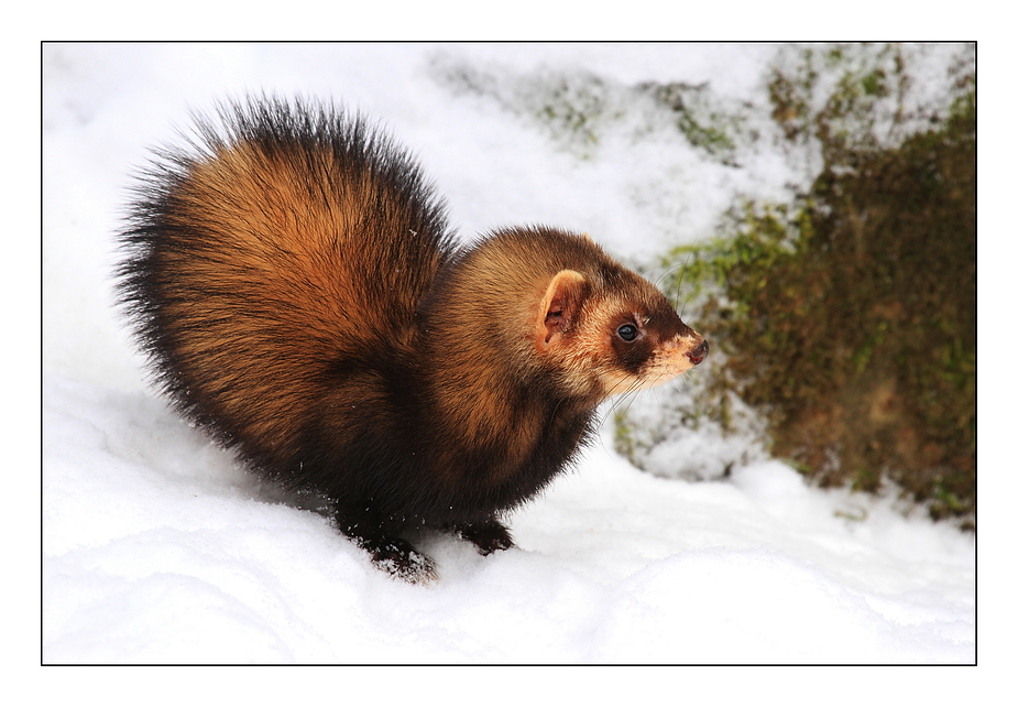 Frettchen im Schnee Foto & Bild | tiere, zoo, wildpark & falknerei ...