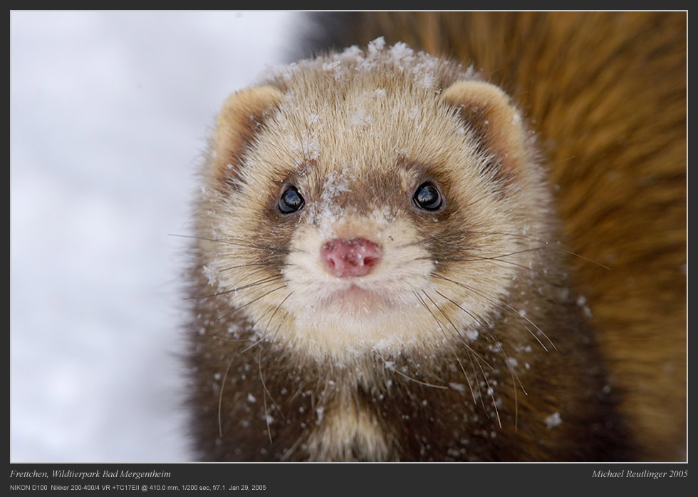 Frettchen im Schnee Foto & Bild | tiere, zoo, wildpark & falknerei ...