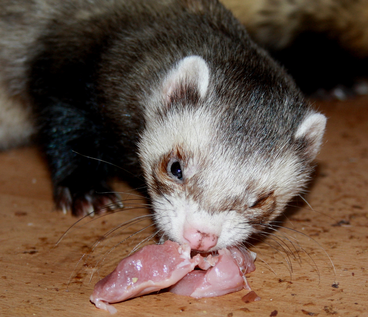 Frettchen Jack beim fressen. Foto & Bild | tiere, haustiere, frettchen ...