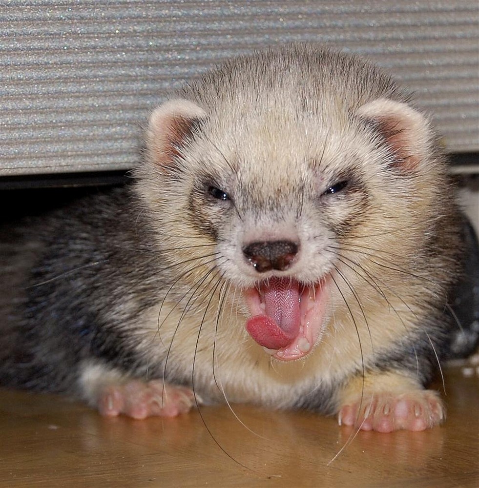 Frettchen Lyras gähnt Foto & Bild | tiere, haustiere, sonstige Bilder ...