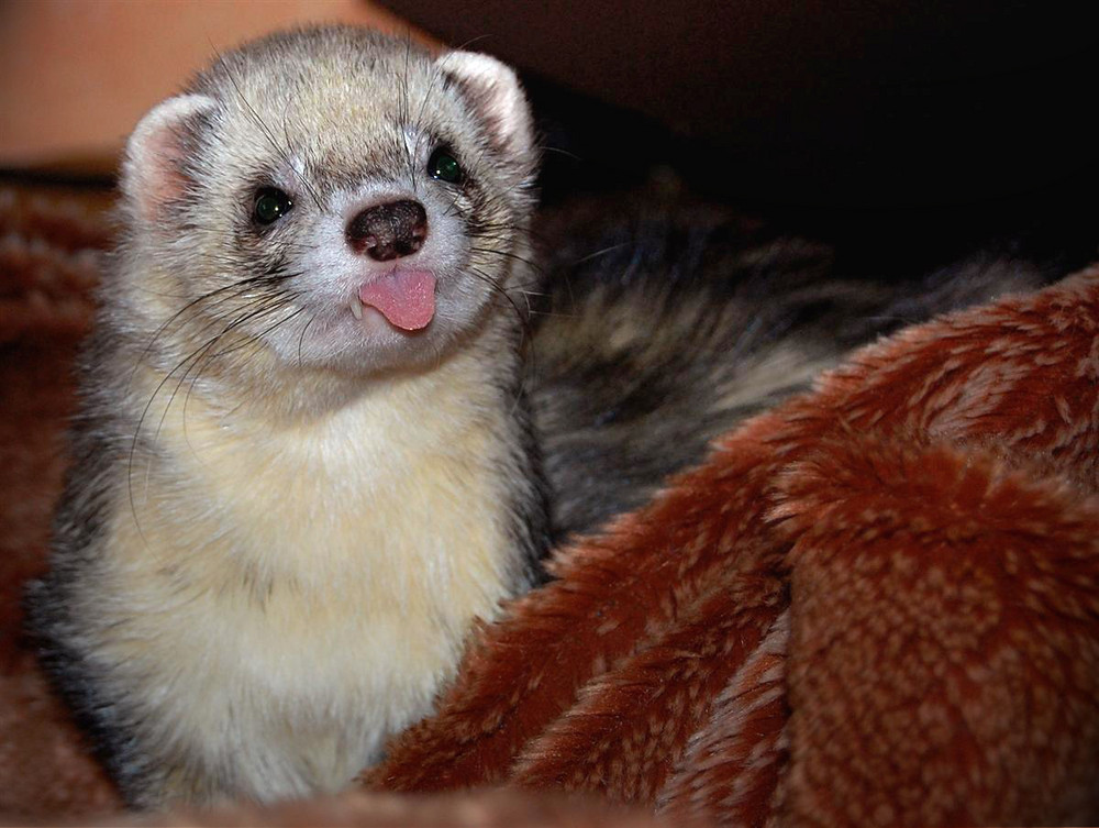 Frettchen Lyras ist wach geworden, schaut, und hat seine Zunge ...