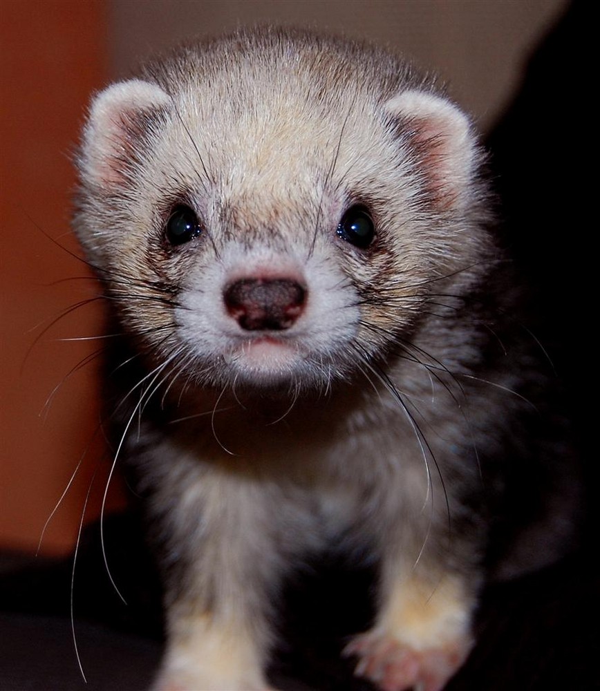 Frettchen Lyras Portrait Foto & Bild | tiere, haustiere, sonstige ...