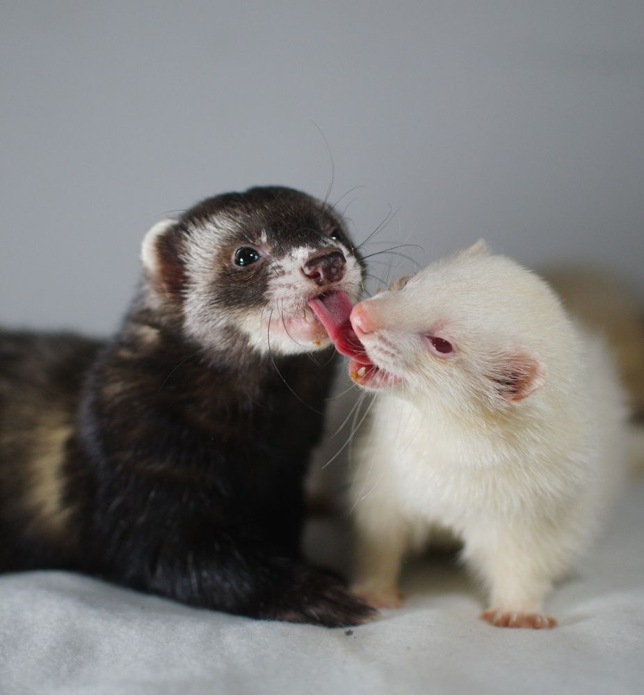 Frettchen Mamoru und Romy Foto & Bild | tiere, haustiere, frettchen ...