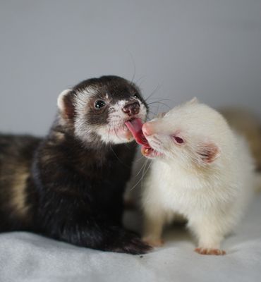 Frettchen Bilder & Fotos