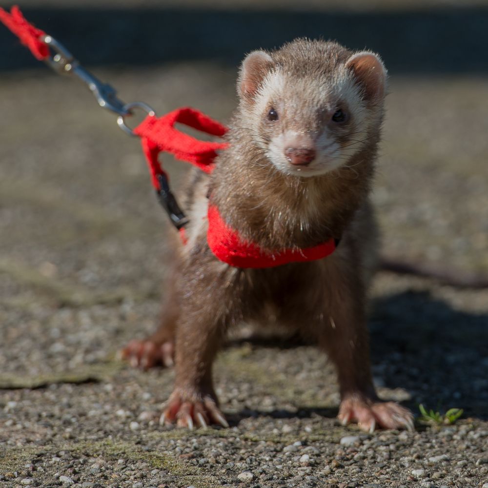 Frettchen online?!? Foto & Bild | tiere, haustiere, frettchen (lat ...