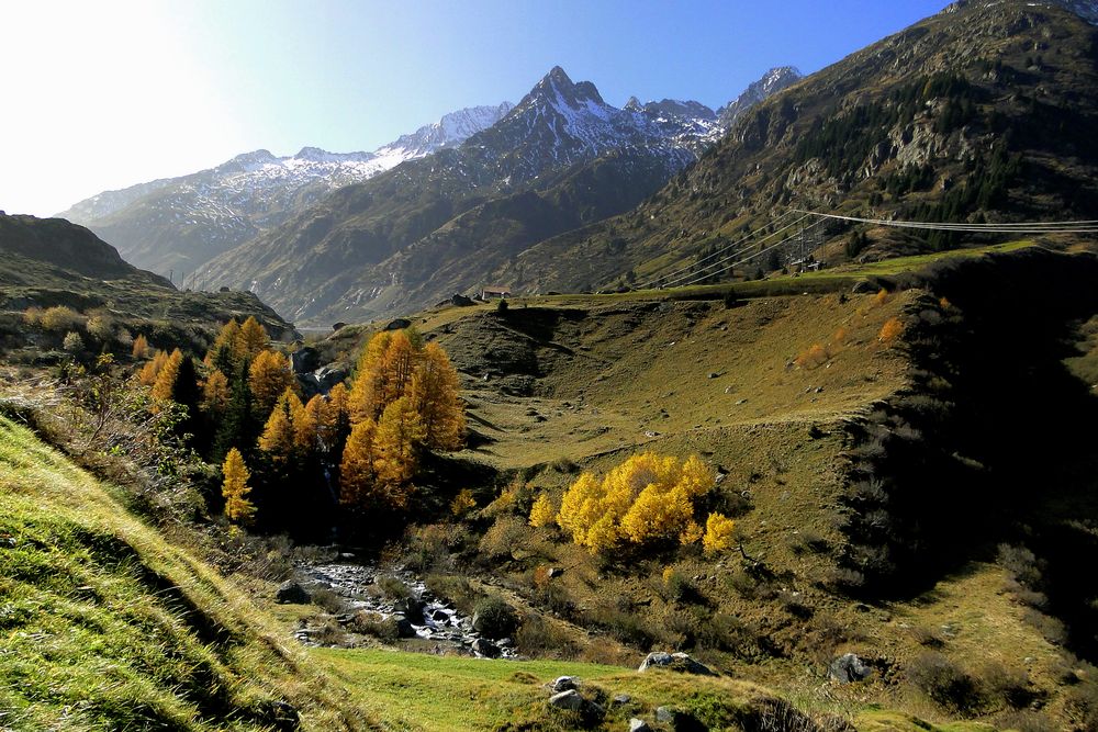 Freu mich............. Foto & Bild | landschaft, "bäumiges", natur ...