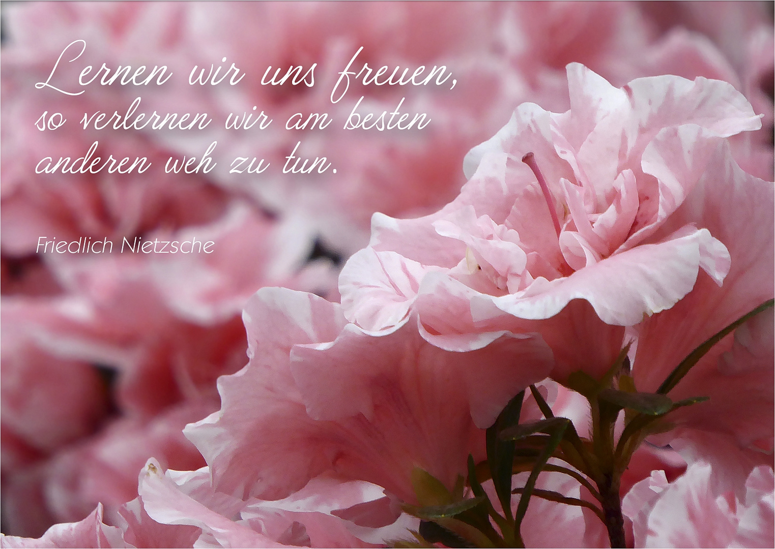 ***FREUEN*** Foto & Bild | spezial, frühling, spruch Bilder auf ...