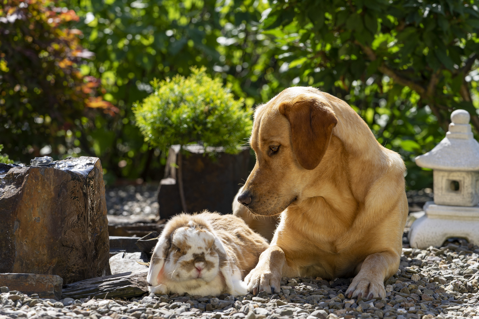 Freunde Foto & Bild | tiere, haustiere, hunde Bilder auf fotocommunity