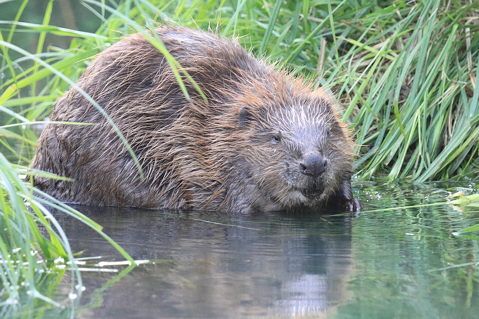 Freundlicher Biber Foto & Bild | tiere, wildlife, biber Bilder auf ...