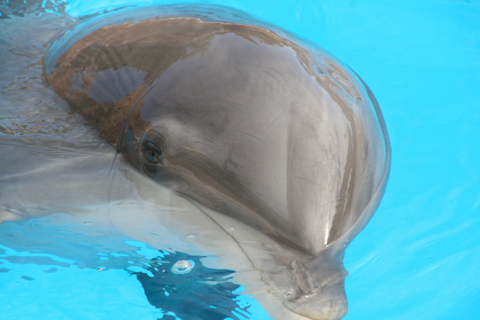 Freundlicher Delphin Foto & Bild | tiere, tierdetails, wasser Bilder ...