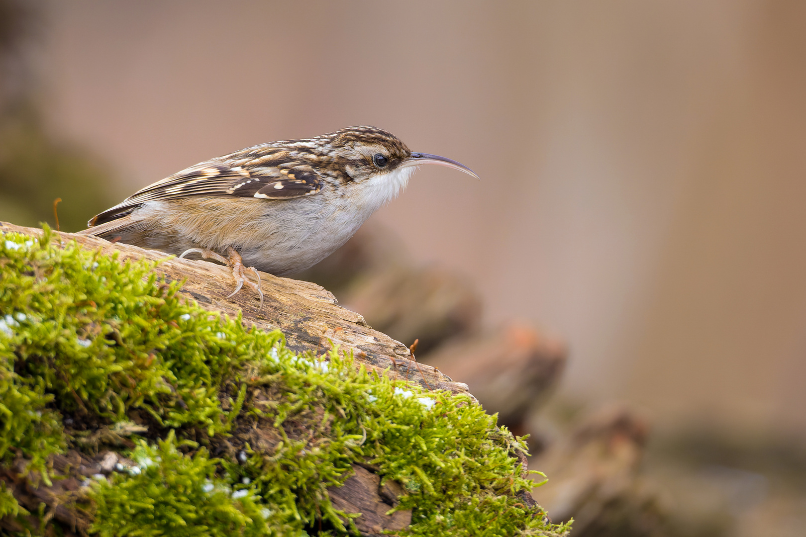 Freundlicher Geselle Foto & Bild | canon, winter, brandenburg Bilder ...
