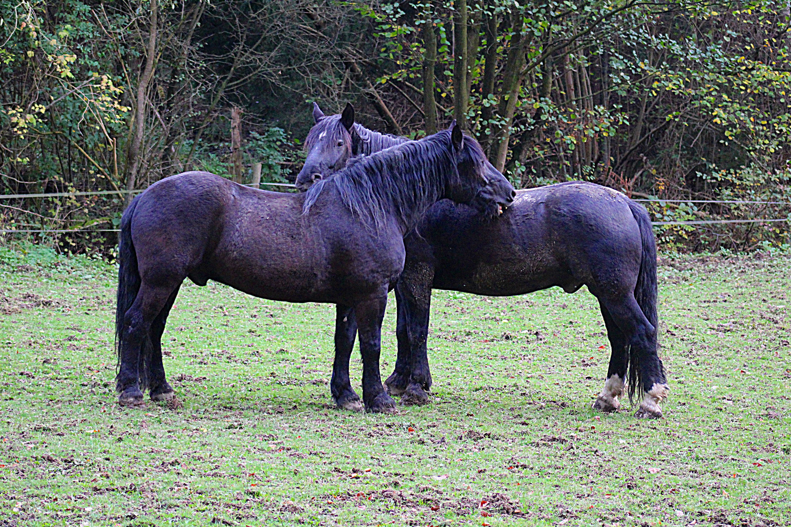 Freundschaft Foto & Bild | tiere, haustiere, pferde, esel, maultiere ...