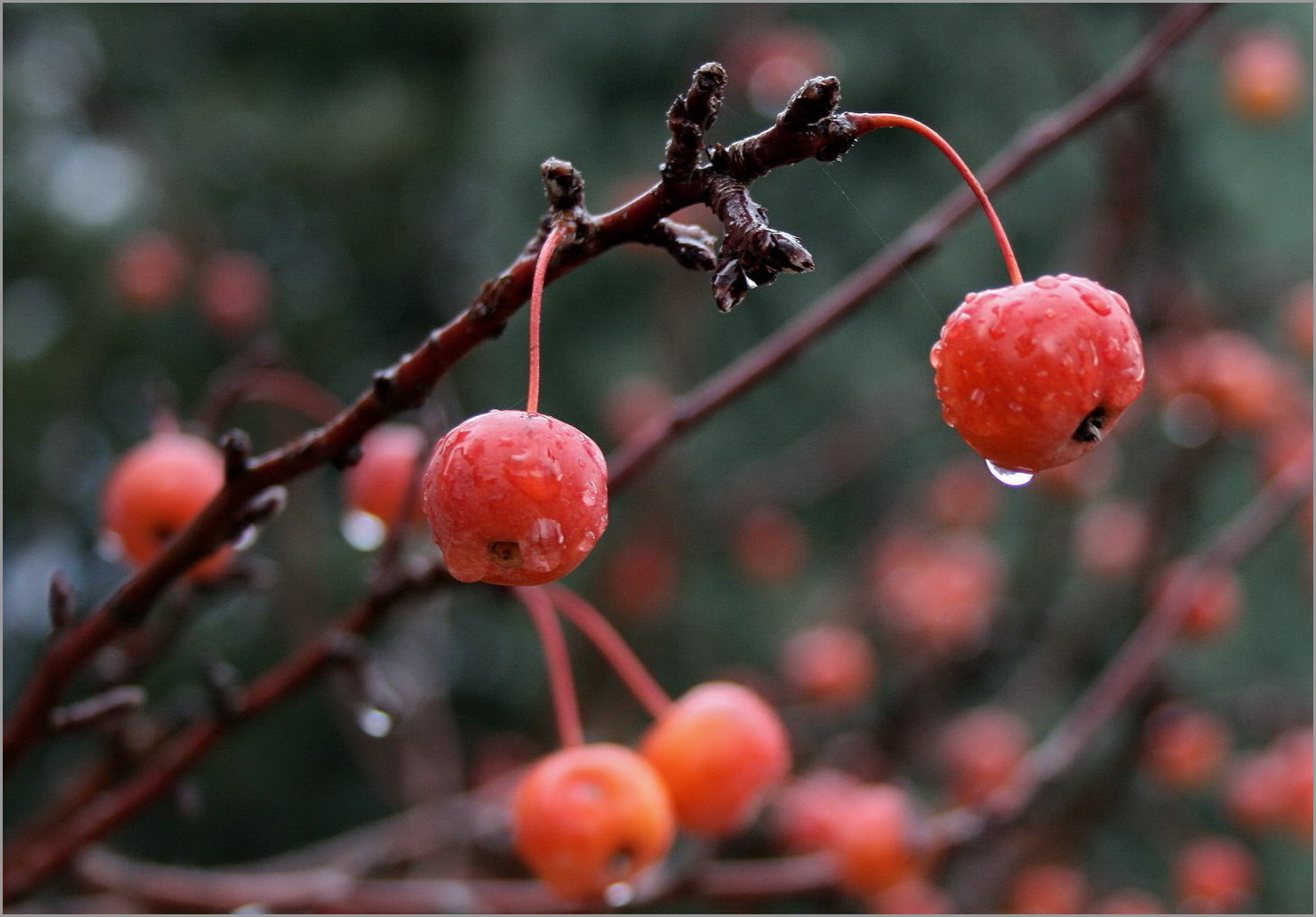 Friandises photo et image | macro nature, macro divers, les fleurs ...