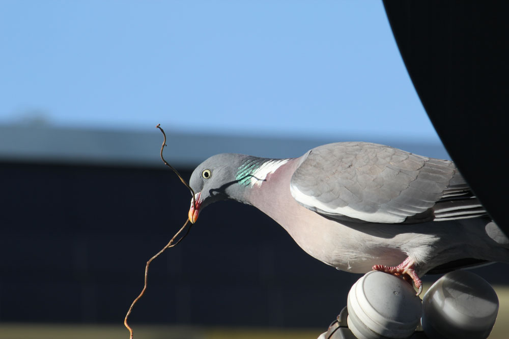 Friedenstaube Foto & Bild | tiere, natur Bilder auf fotocommunity