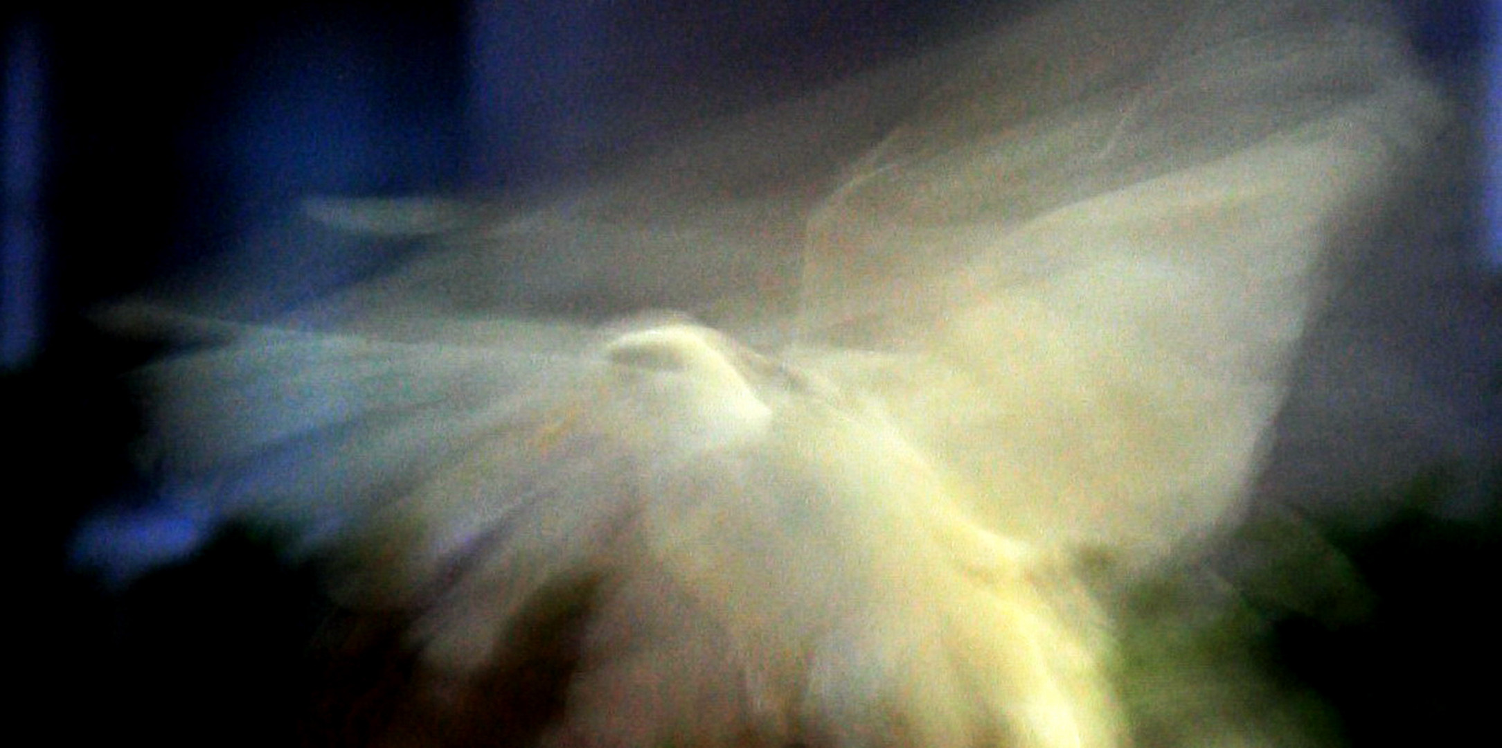 FRIEDENSTAUBE Foto & Bild | tiere, friedenstaube, natur Bilder auf ...