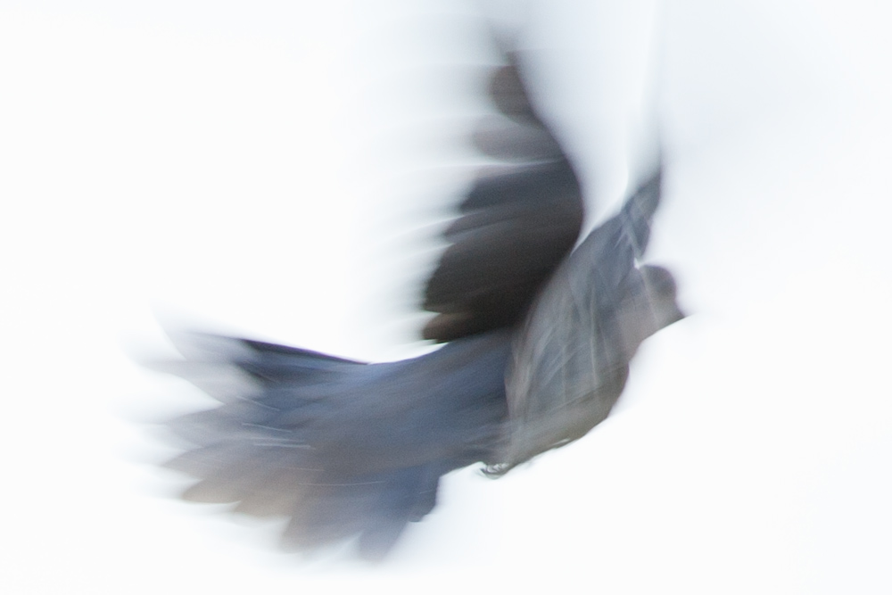 Friedenstaube Foto & Bild | tiere, wildlife, wild lebende vögel Bilder ...