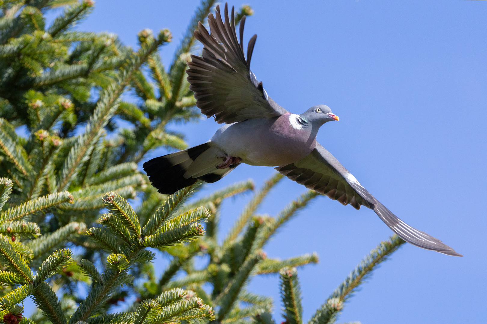 Friedenstaube Foto & Bild | tiere, wildlife, wild lebende vögel Bilder ...