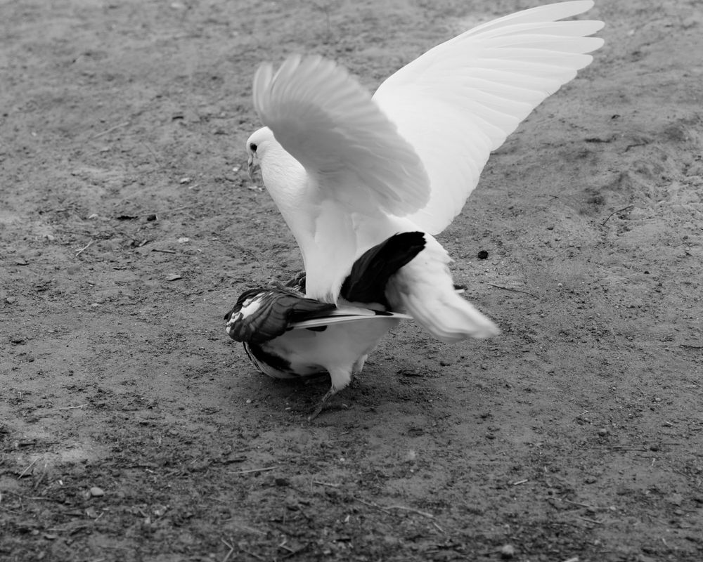 Friedenstaube ? Foto & Bild | tiere, wildlife, wild lebende vögel ...