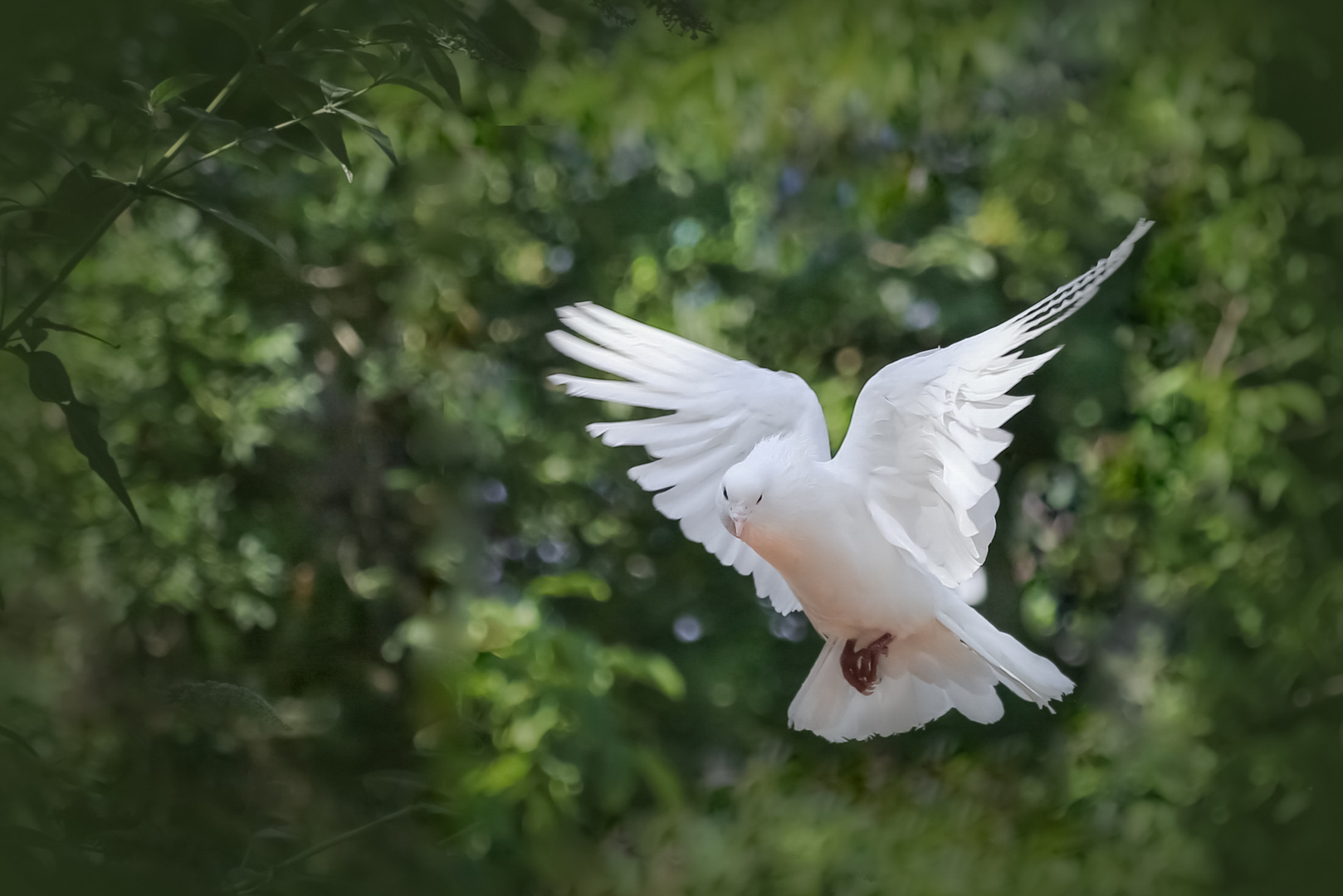 Friedenstaube Foto & Bild | art, spezial, outdoor Bilder auf fotocommunity