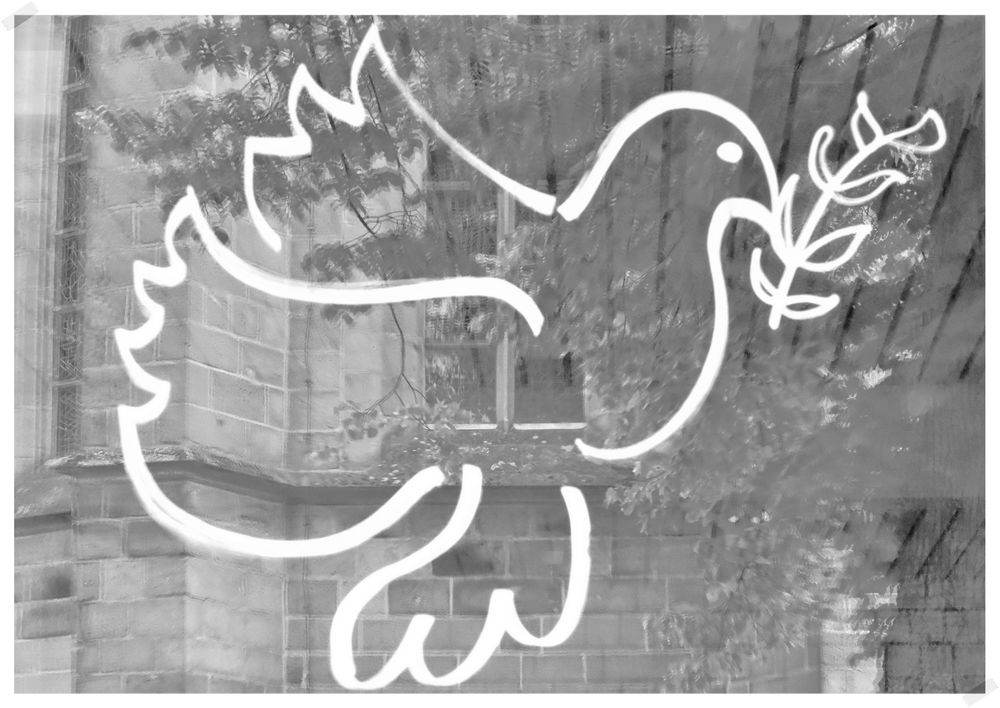 Friedenstaube Foto & Bild | spezial, religion, stillleben Bilder auf ...