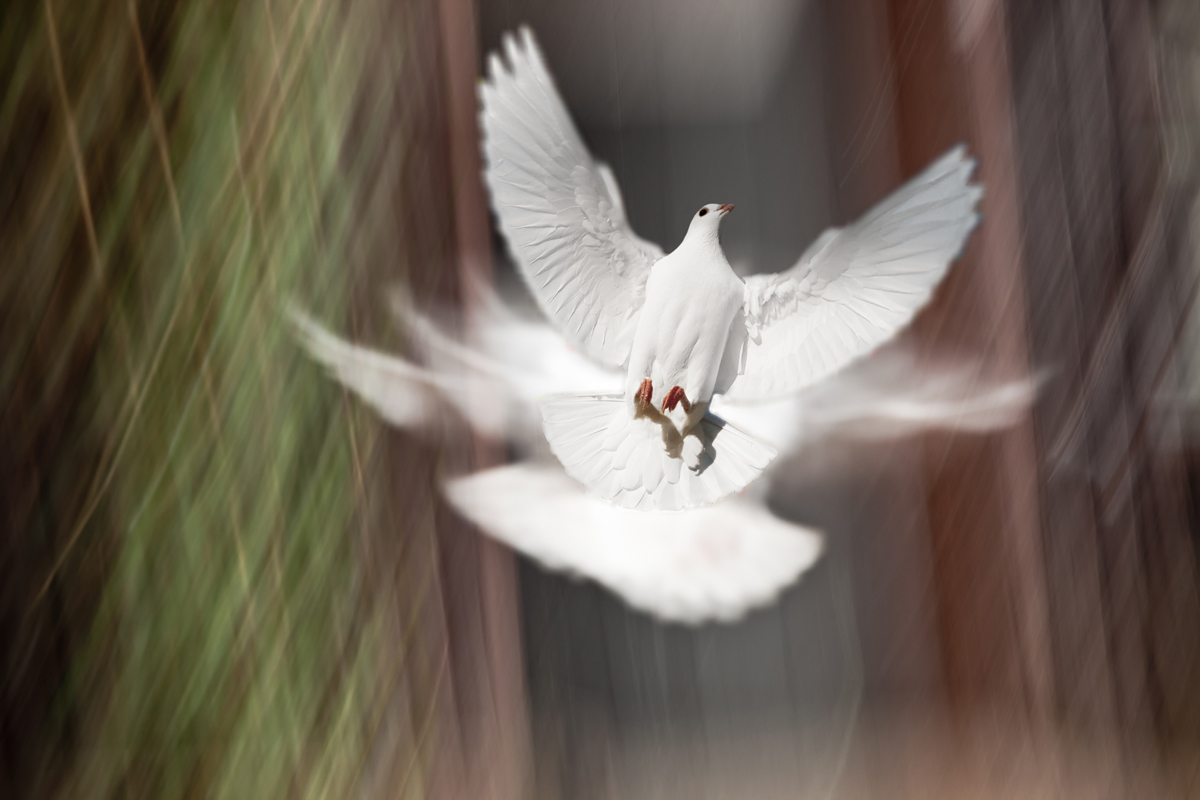 Friedenstaube Foto & Bild | tiere, zoo, wildpark & falknerei, vögel ...