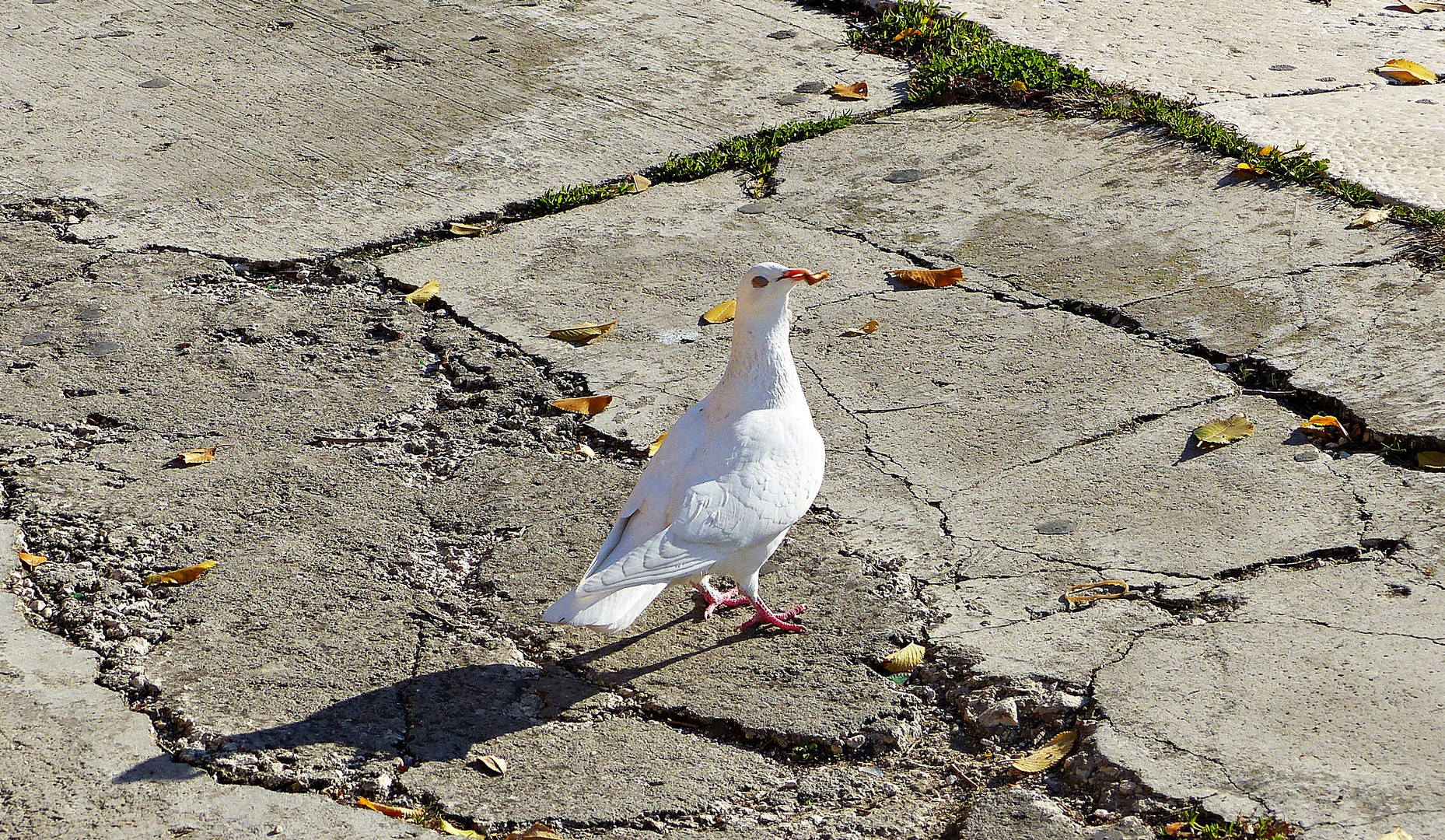 Friedenstaube Foto & Bild | tiere, wildlife, wild lebende vögel Bilder ...