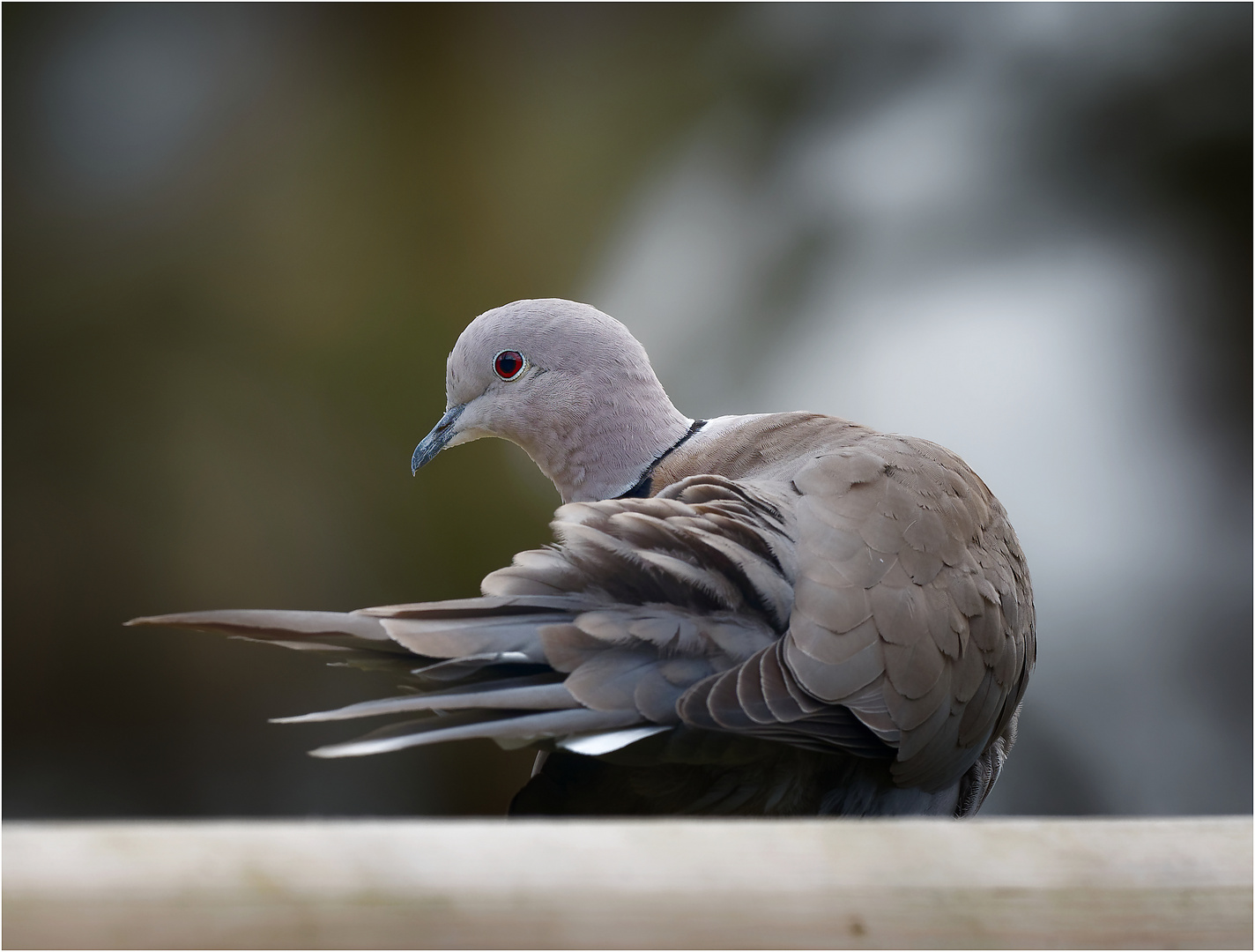 Friedenstaube Foto & Bild | tiere, wildlife, wild lebende vögel Bilder ...