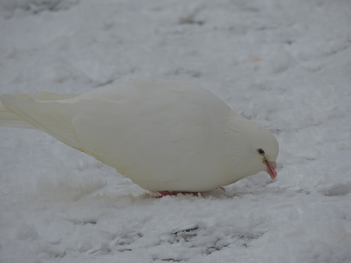 Friedenstaube? Foto & Bild | motive, natur, world Bilder auf fotocommunity