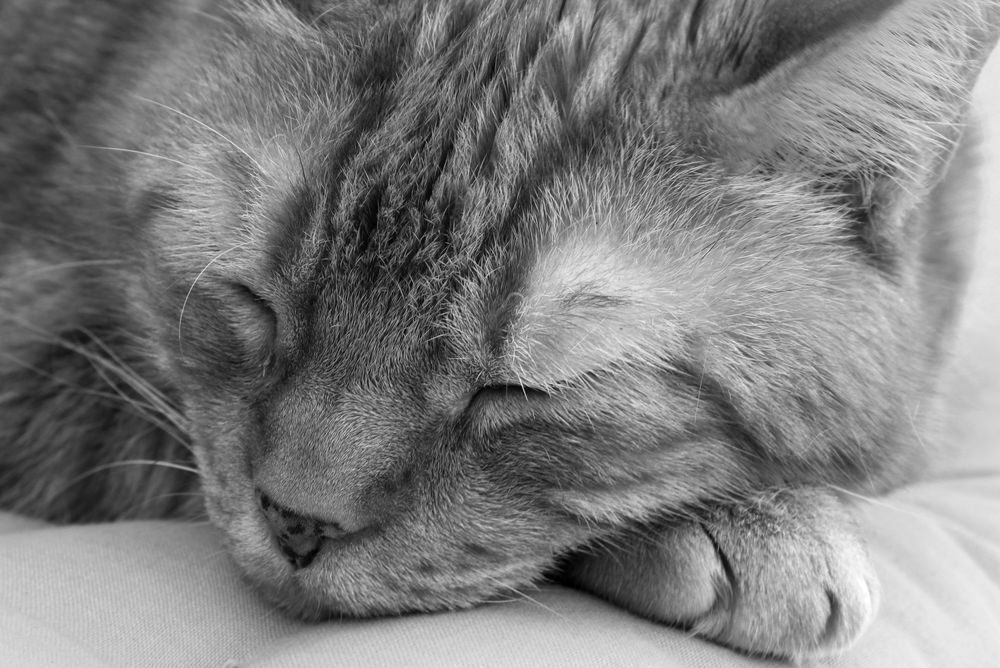 Friedlich schlafende Katze - Bild & Foto von DEPUGNO film aus Wilde ...