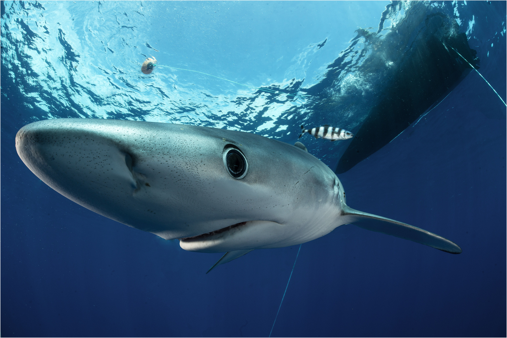 Friendly Shark Foto & Bild | azoren, nature, world Bilder auf fotocommunity