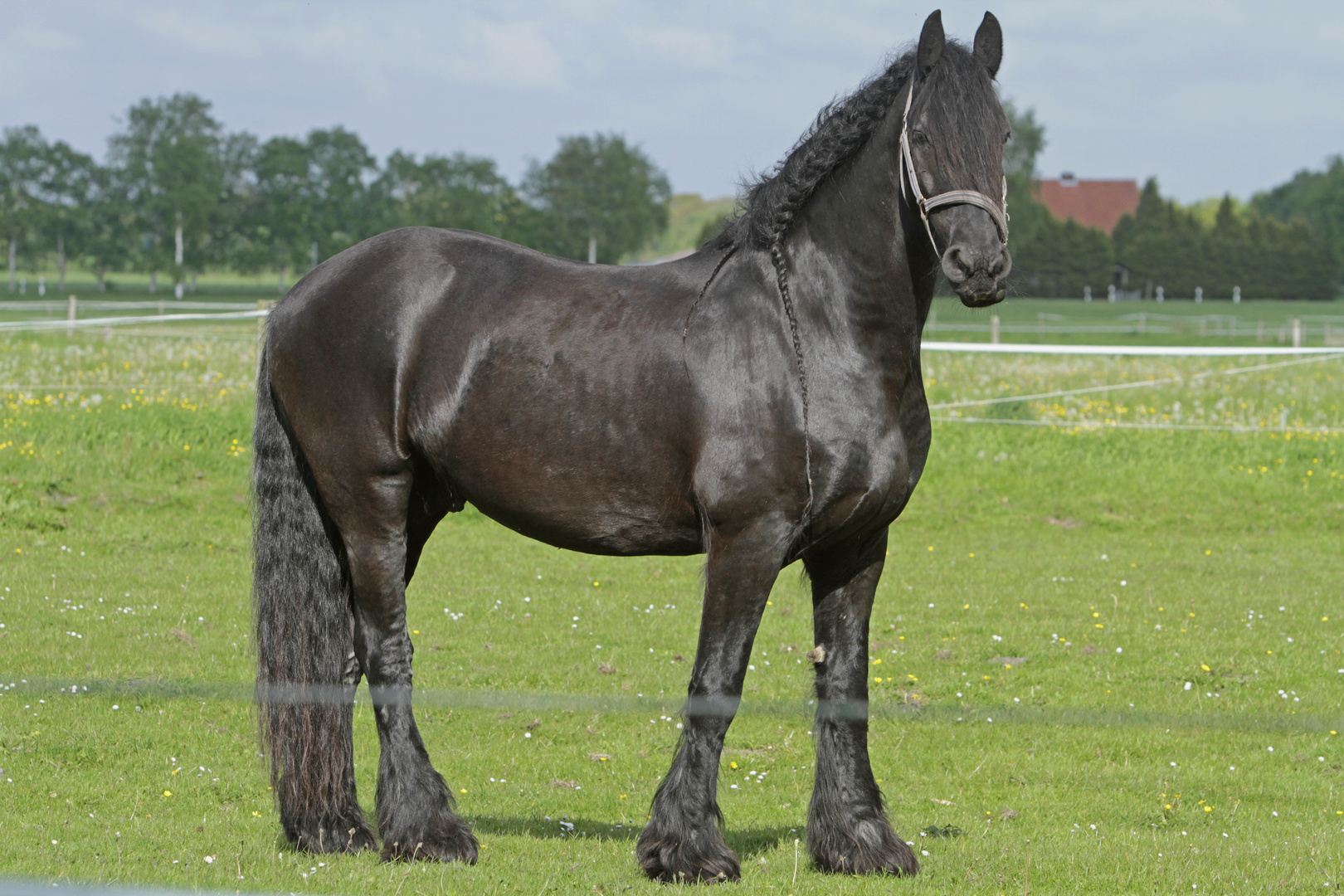 Friese Foto & Bild | tiere, haustiere, pferde, esel, maultiere Bilder ...