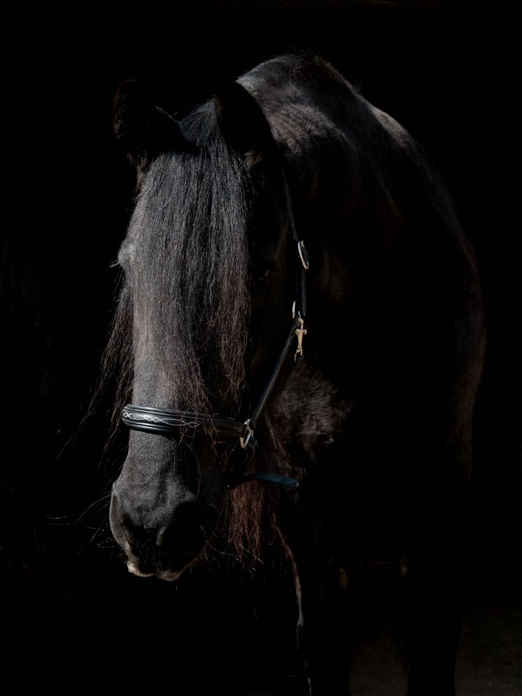 Friese Foto & Bild | natur, pferde, tiere Bilder auf fotocommunity