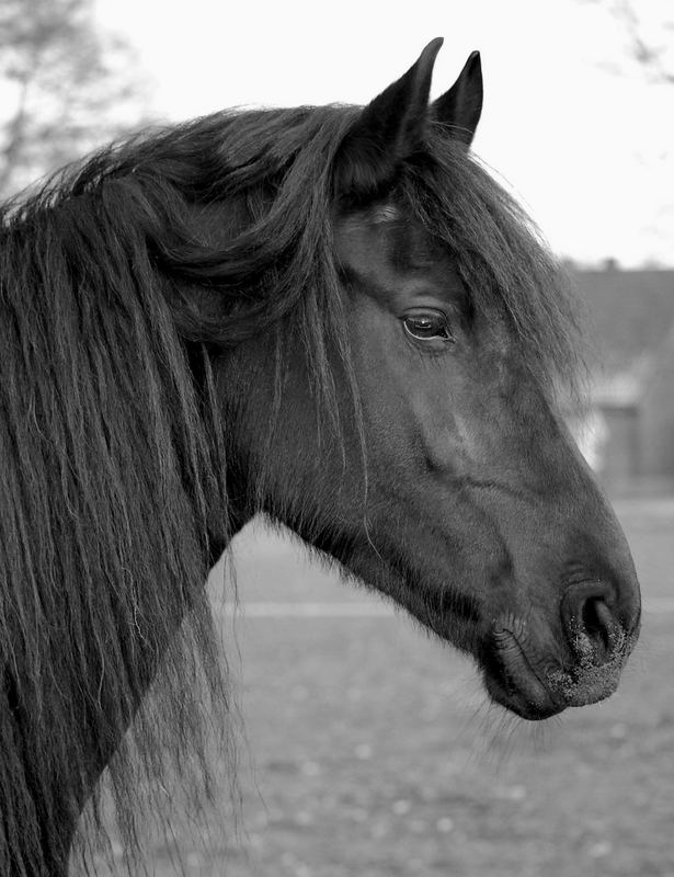 Friese Foto & Bild | tiere, haustiere, pferde, esel, maultiere Bilder ...