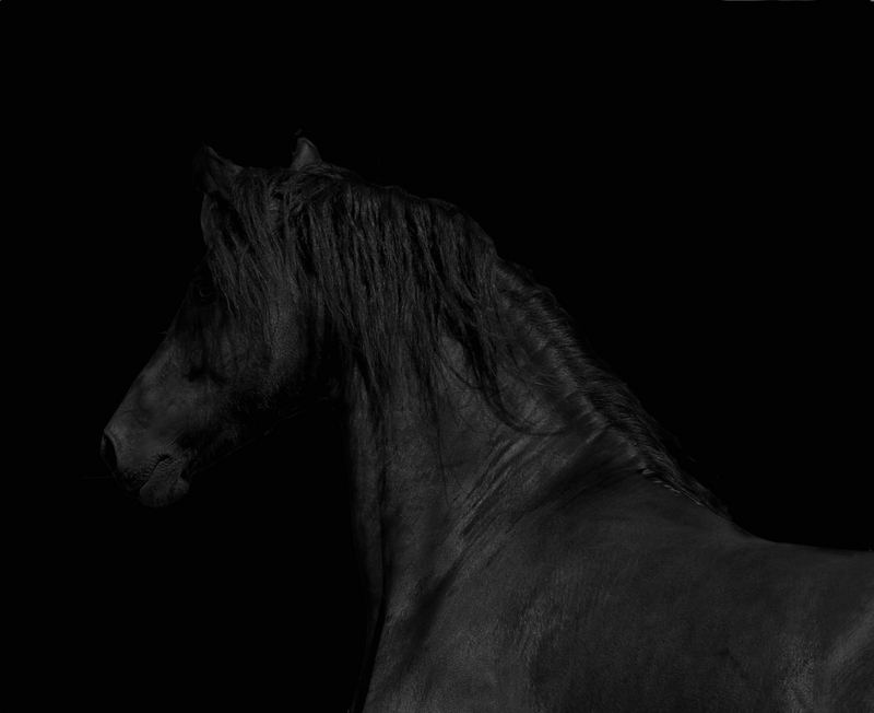 friese Foto & Bild | tiere, haustiere, pferde, esel, maultiere Bilder ...