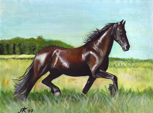 Friese Foto & Bild | tiere, haustiere, pferde, esel, maultiere Bilder ...