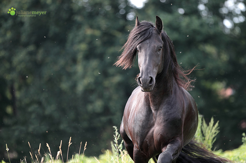 Friese Foto & Bild | licht, natur, fliegen Bilder auf fotocommunity