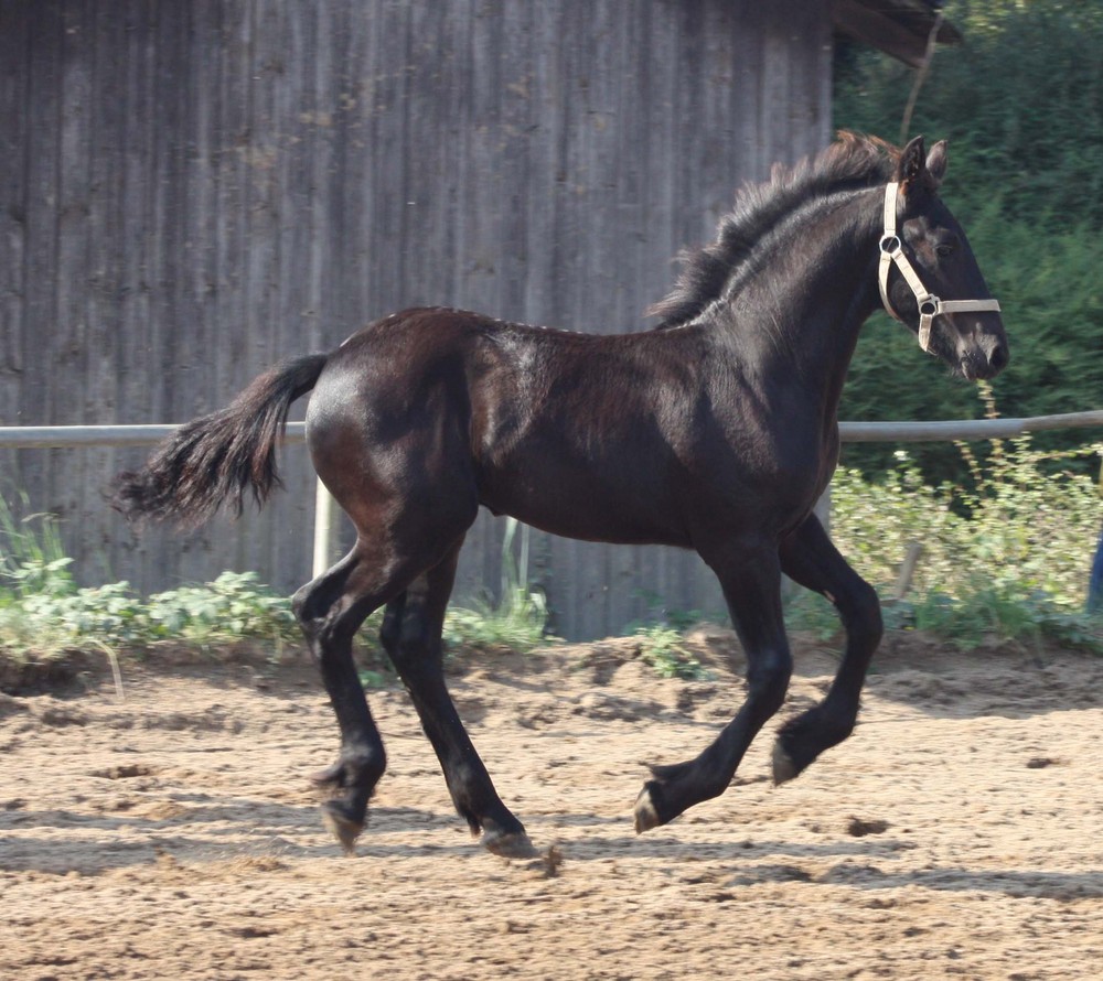 Friese Foto & Bild | tiere, haustiere, pferde, esel, maultiere Bilder ...