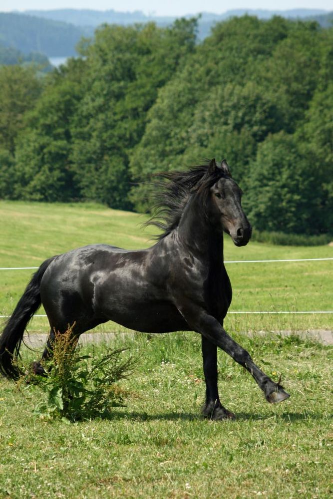 Friese Foto & Bild | tiere, haustiere, pferde, esel, maultiere Bilder ...